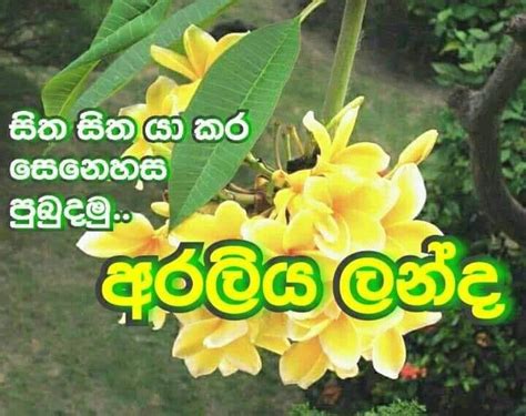 🌼 අරලිය ලන්ද🌼