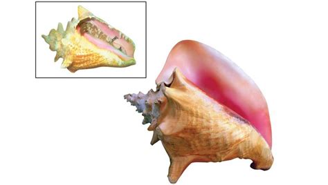 Queen Conch