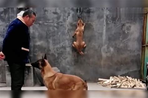 俩狗子犯错被训话，一只趁主人不注意想翻墙逃跑！！