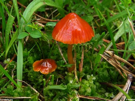 Керемиденочервена черешова гъба « Сайт за гъбите в България