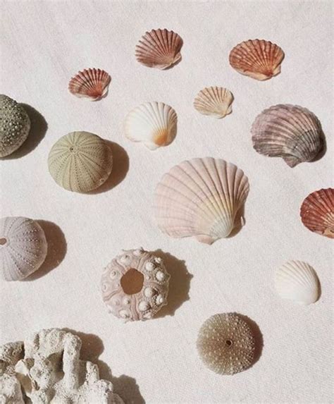 Shell Obsession Erika Carlock Blog Mẹo Nhiếp ảnh Nghệ Thuật Chụp ảnh