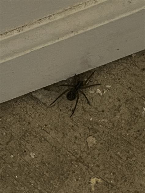 Unidentified Spider In Western Suburbs Of Chicago Illinois United States