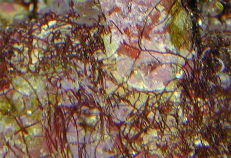 Red Hair Algae 2 Community Photos Nano Reef Community