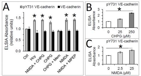 Homocysteine Increases Phosphorylation Of Ve Cadherin At Y731by
