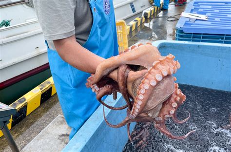 今シーズンのタコ漁始まりました 西海おさかなブログ
