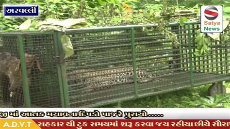 અરવલલ શમળજન દવનમર વસતરમ આતક મચવનર દપડ ઝડપય