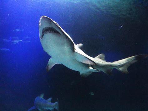 Ingresso Oceanic Aquarium Balneário Camboriú Zarpou Ingressos