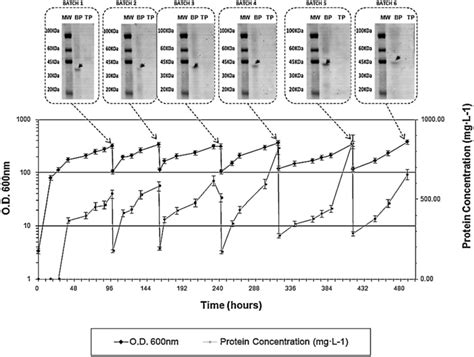 Time Course Of The P Pastoris Semicontinuous Atps Process Showing