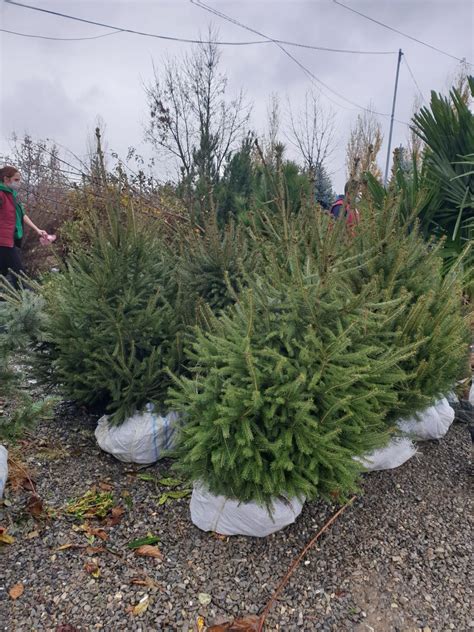 სად შევიძინოთ ბუნებრივი ნაძვის ხეები თბილისში Homeis Ge გირჩევთ Home Is