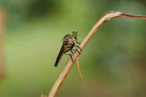 Dry Insect Preservation Photos Download The Best Free Dry Insect