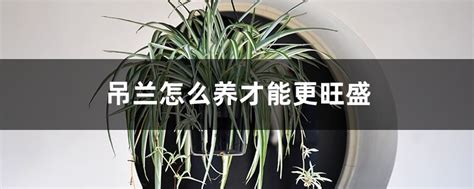 吊兰怎么养才能更旺盛 花百科