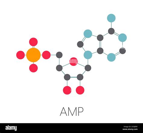 Adenosine Monophosphate Adenylic Acid Hi Res Stock Photography And