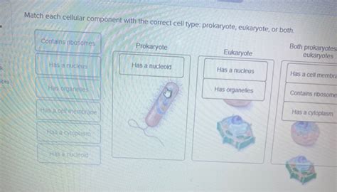 solved match each cellular component with the correct cell