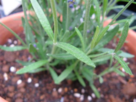 植物編のシソ科のフラノラベンダー