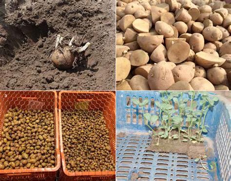 Propagation Material Of The Potato Plant Seed Tubers Potatoworld