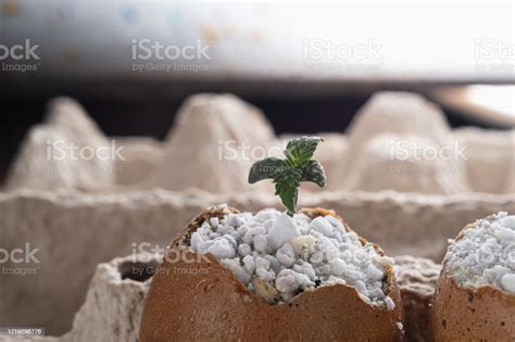 의료 용 마리화나의 한 새싹은 달걀 껍질에서 자랍니다 용기에 놓습니다 수평 공간을 복사합니다 Thc에 대한 스톡 사진 및 기타 이미지 Istock