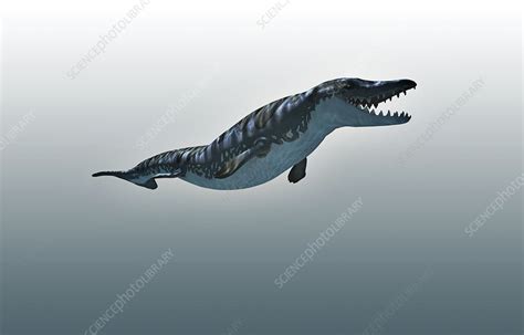 Dorudon Prehistoric Whale Ancestor Illustration Stock Image C046