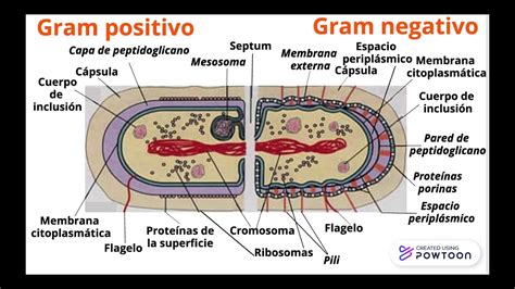 Mnemotecnia Bacterias Gram Positivas Y Bacterias Gram Negativas Youtube