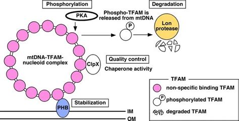 Post Translational Regulation Of Tfam The Amount And Quality Of The