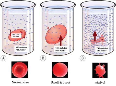 What Happens To A Cell In A Hypertonic Solution Alles Was Sie über
