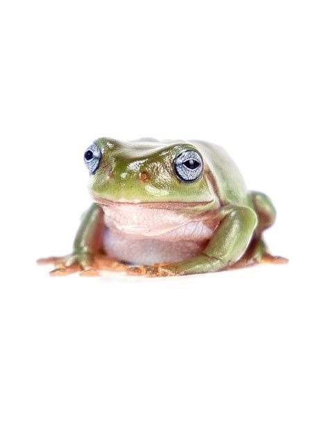 Litoria Caerulea Blue Eyes