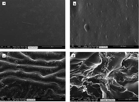 sem micrographs of intact and cross section surfaces download