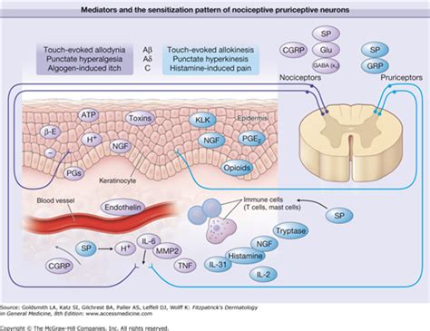 Neurobiology Of The Skin Plastic Surgery Key