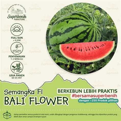 Jual 10 Biji Benih Semangka Merah BALI FLOWER F1 Rasa Manis Segar