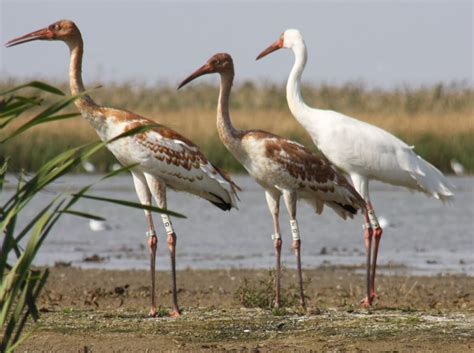 Российские ученые подписали соглашение о сотрудничестве по сохранению стерха ⋆ НИА Экология ⋆
