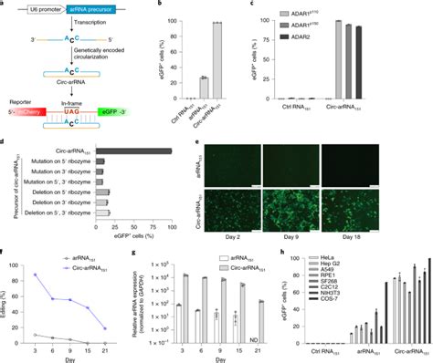 Engineered Circular Adar Recruiting Rnas Increase The Efficiency And