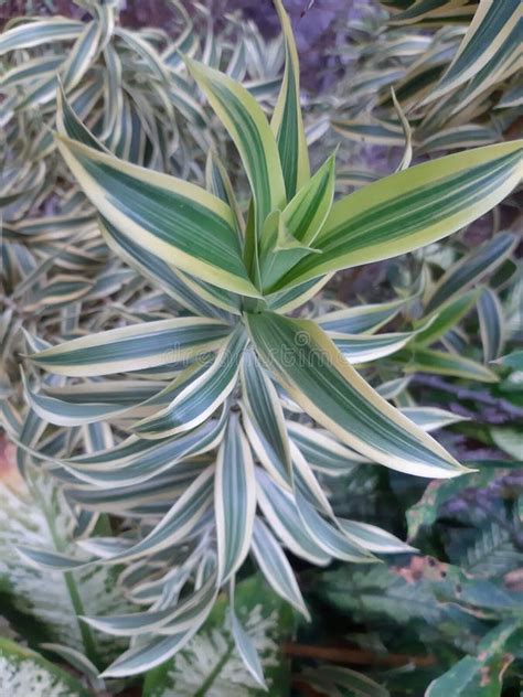 Pleomele Or Lily Bamboo Or Song Of India Plant In The Garden Dracaena