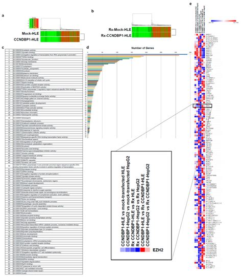 Microarray Analyses In Vitro A Microarray Analyses Were Performed To