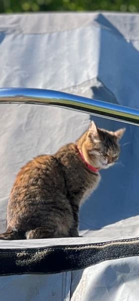 ПРОПАЛА КОШКА 9 мая на Набережной в районе яхт клуба Вига пропала кошка Белка с красным