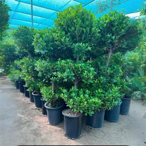 Ficus Panda 3 Head 200cm Blozem