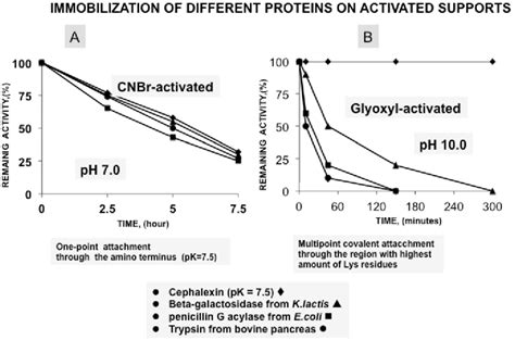 Immobilization Courses Of Different Enzymes And Cephalexin On Download Scientific Diagram