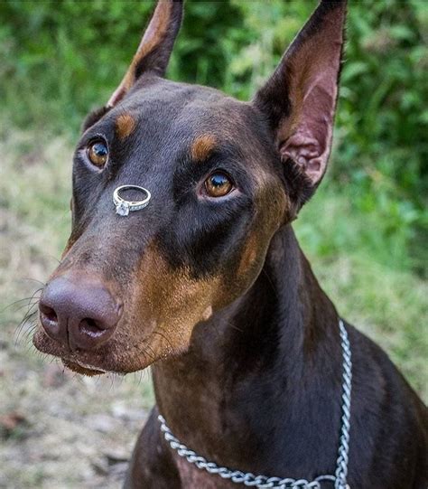 14 Elegant Facts About Doberman Pinschers Petpress