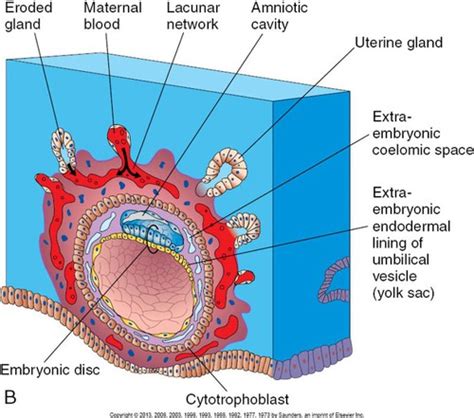 Bilaminar Embryo Human
