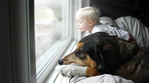 Qué Hacer Con Los Perros Durante La Cuarentena Por Coronavirus Infobae