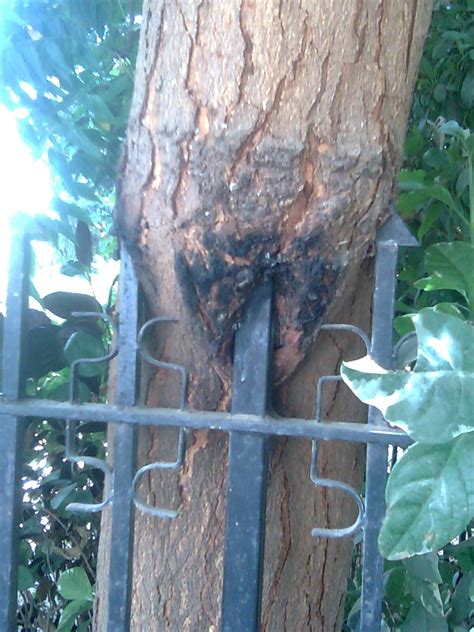 Tree N Fence R Mildlyvagina