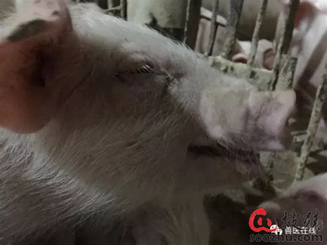 蓝耳病在猪场无处不在，河南典型蓝耳病案例分享 猪外科病【搜猪网 生猪预警网】