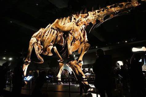 Scientists Think They Found A ‘pregnant T Rex Fossil T Rex