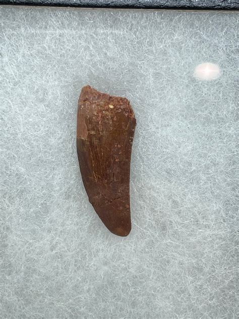 Carcharodontosaurus Teeth For Sale Fossil Shack