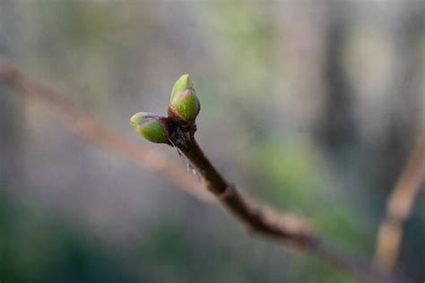 Premium Photo Closeup Shot Of New Flowering Breach Of A Tree In Spring