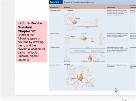 Solved Table 121 Structural Classification Of Neurons Example Neuron