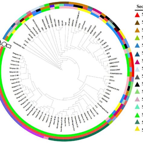 phylogenetic tree based on core genome single nucleotide polymorphism