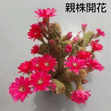 赤花サボテン 紅鮮麗玉 抜き苗 4株 メルカリ