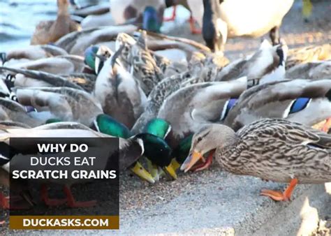 Can Ducks Eat Scratch Grains Duck Asks