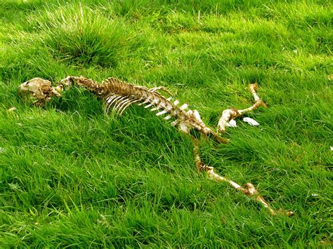 Leicesters Ramble Random Monster Carnivorous Grass