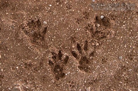 Eastern Fox Squirrel Tracks Eastern Fox Squirrel Tracks