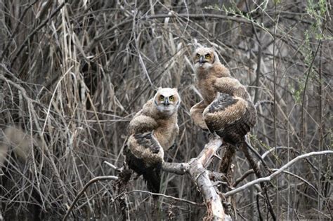 Premium Photo Owls Across Continents A Global Avian Adventure And The Diversity Of Raptor Life